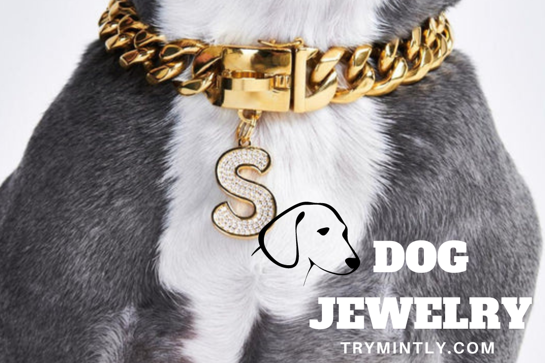 The Ultimate Guide to Jewelry for Dogs - Mintly